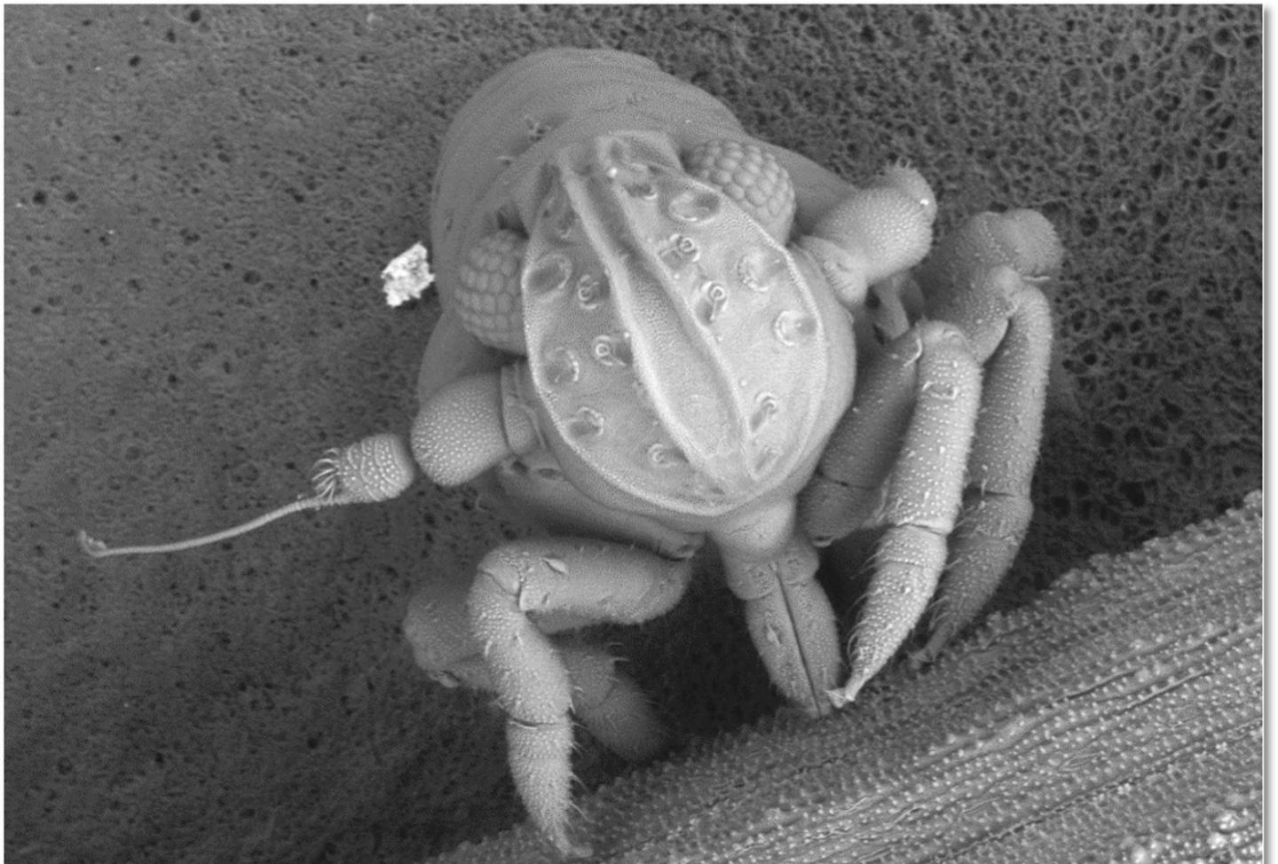 ZEISS EVO Solutions Life Sciences