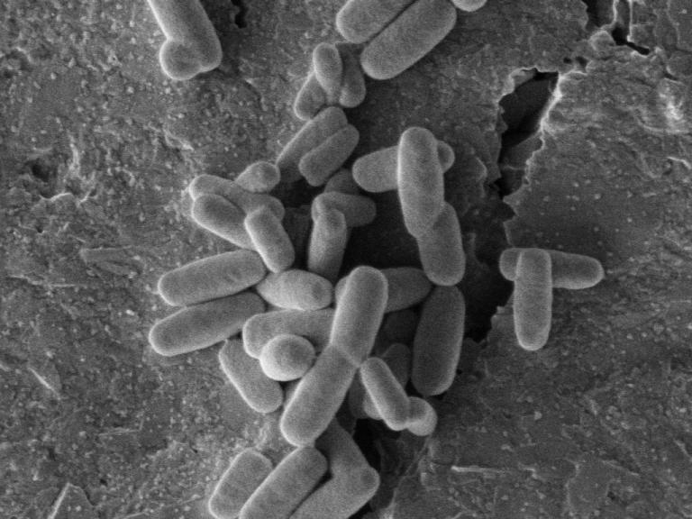 ZEISS Sigma Field Emission SEM
