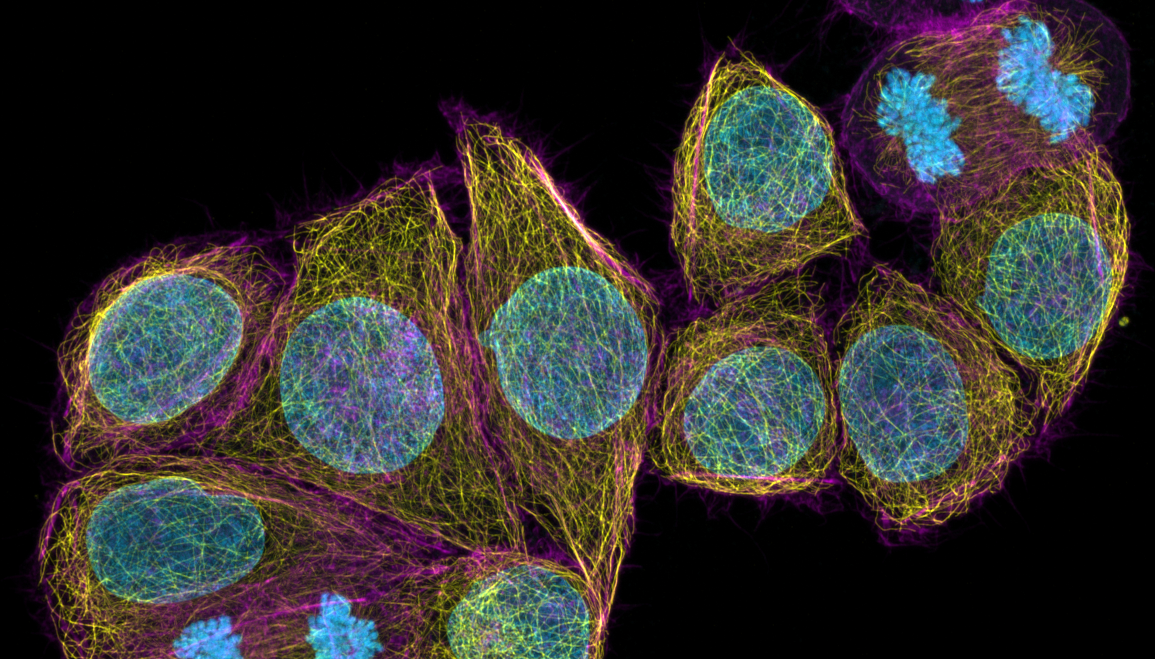 3D Cell Imaging with Fluorescence Microscopy | 2 Jan 2024 at UKM