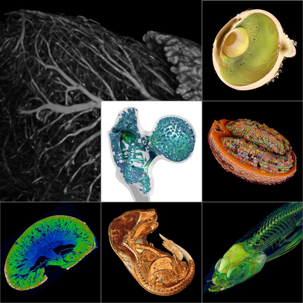 Non-destructive X-ray imaging of life science specimens