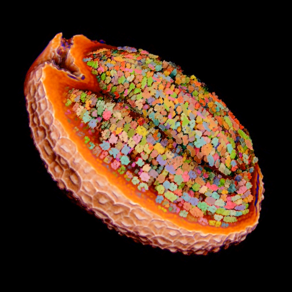 Internal plant structure without sectioning